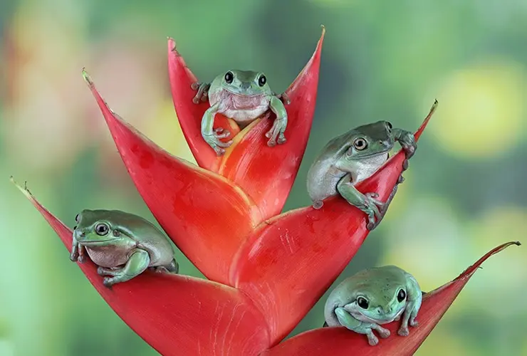 Aplicaciones Y Usos De Las Fotocopias De Ranas | Fotocopias Y Campus