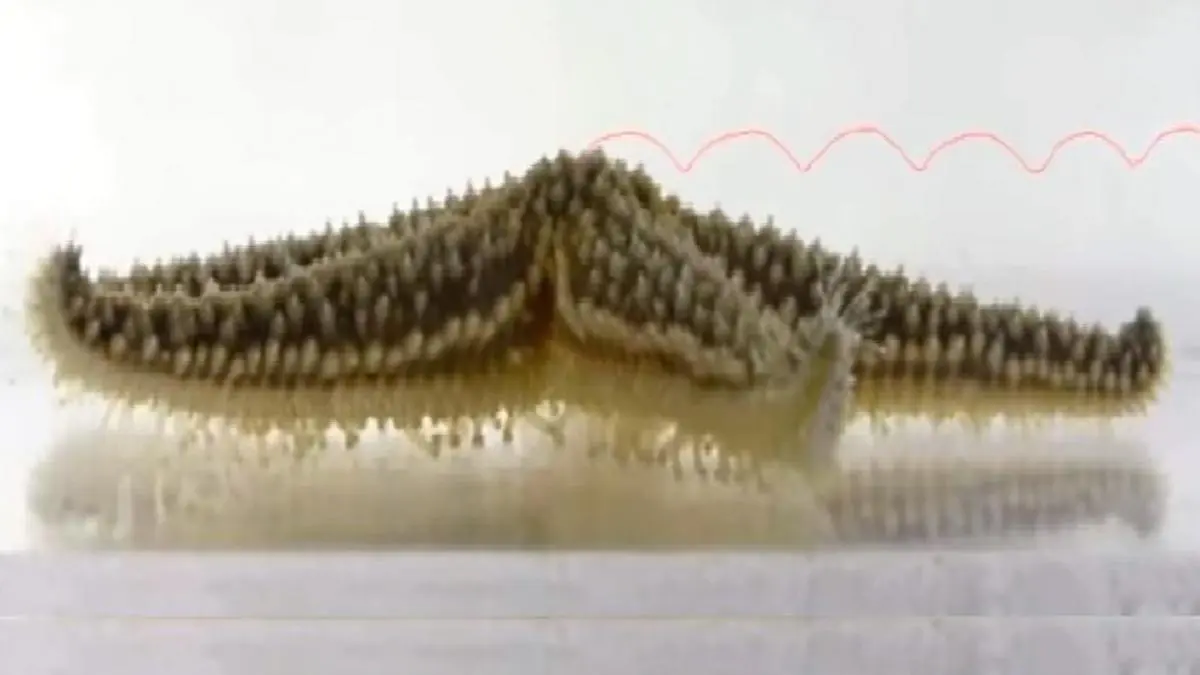 Estrella De Mar Fotocopia: Una Adaptación Sorprendente | Fotocopias Y ...